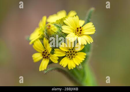 Coast tarweed (Madia sativa) a native plant flowering in coastal ...