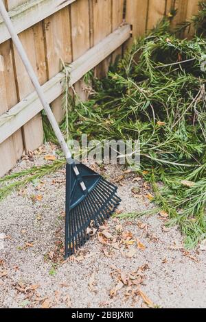 rake next to pile of chopped green branches from a callistemon tree ...
