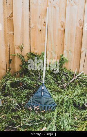 rake next to pile of chopped green branches from a callistemon tree ...