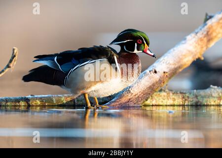 A drake Woodduck on a spring day in Minnesota Stock Photo - Alamy