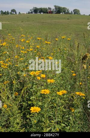 Prairie Restoration Site Stock Photo - Alamy
