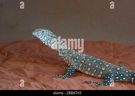 Goanna or monitor lizard Varanus giganteus in Karijini National Park ...