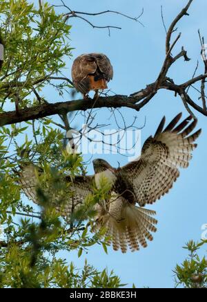 Hawk landing on a branch Stock Photo - Alamy