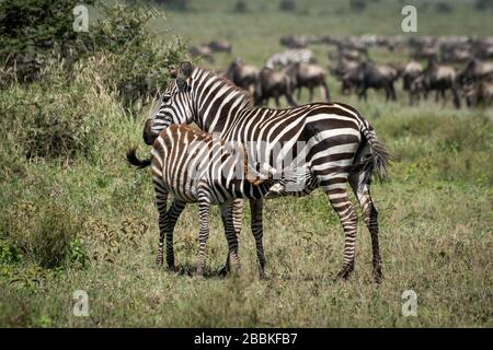 Plains zebra nursing foal by great migration Stock Photo - Alamy