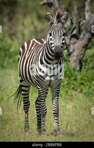 Plains zebra stands eyeing camera near tree Stock Photo - Alamy