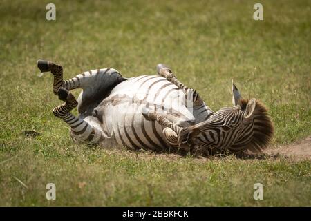 Plains zebra enjoying dust bath on savannah Stock Photo - Alamy