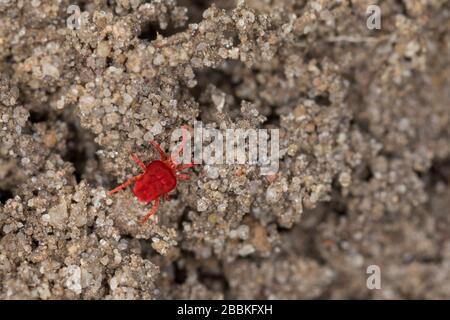 Velvet mite, Red mite, Velvet mites (Trombidium spec., Trombidium cf ...