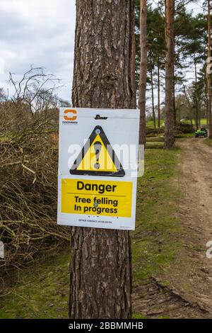 warning tree felling in progress sign on trees near Win Green on the ...