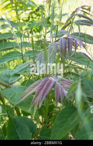 Tree of heaven, Tree-of-heaven (Ailanthus altissima 'Purple Dragon ...