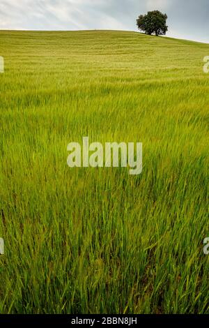 Guadalajara province fields in spring. Spain Stock Photo - Alamy