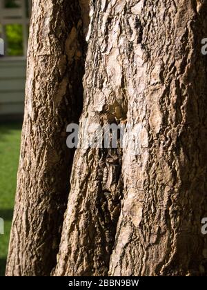 Side view of a weathered tree stump with light brown wood and insect ...