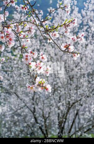 selective focus of beautiful pink almond flowers on tree Stock Photo ...