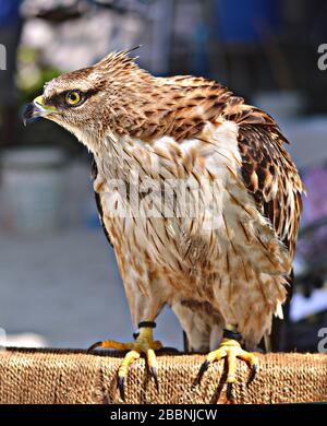 A beautiful shot of a bald eagle flying high in clear blue sky in ...