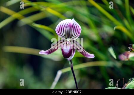 National Orchid Garden,Tan Hoon Siang Mist House,1,000 species and ...