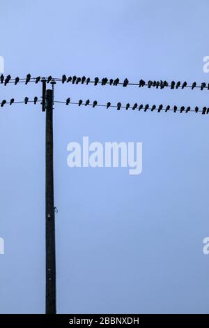 Pigeon Flock on a Wire Stock Photo - Alamy