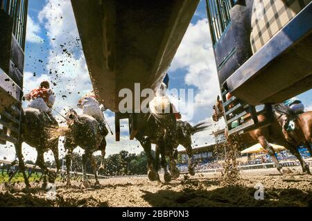 Race ground , Horses, Horseback racing, Sports spectators. Thomas ...