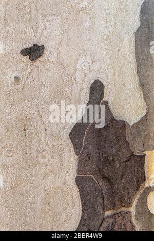 Natural linden bark abstract background. Tilia L. Close-up on greenish ...