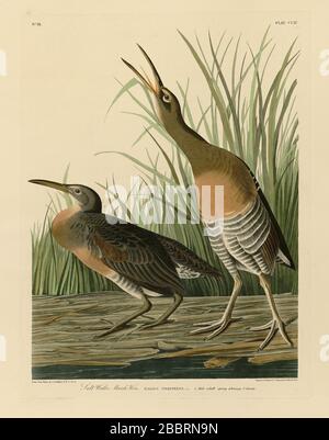 Clapper Rail or Salt Water Marsh Hen, male and female on a drift of ...