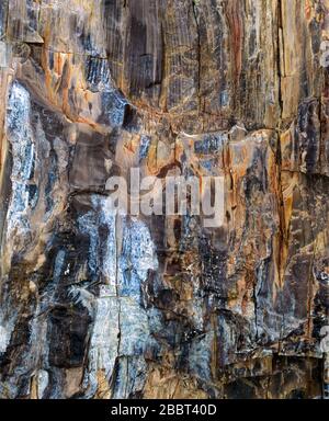 Petrified Tree details Stock Photo - Alamy