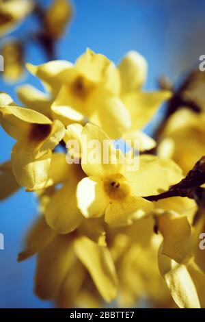 beautiful flowering bush Forsythia europaea. spring. floral background ...
