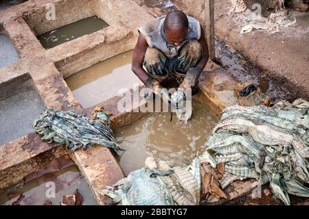 Man processing crocodile skins in a tannery Stock Photo - Alamy