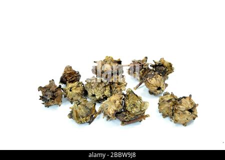 Deformed acorns on a white background Stock Photo - Alamy