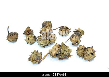 Deformed acorns on a white background Stock Photo - Alamy