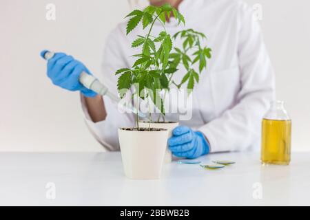 Plant in laboratory medical marijuana cannabis oil Stock Photo - Alamy