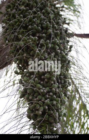 Palmetto Tree Seeds, Florida Stock Photo - Alamy