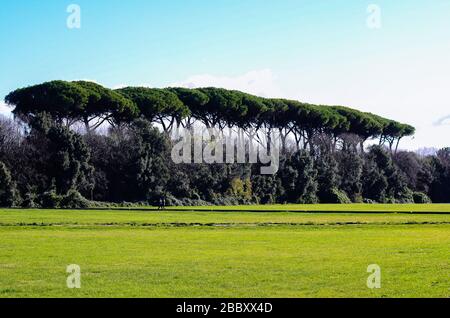 Stone pine trees, botanical name Pinus pinea, aka Italian stone pine ...