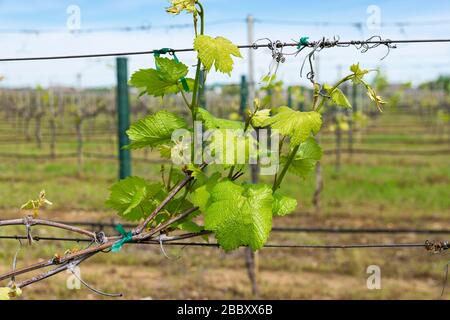 Green plants grow in organized rows in a garden. The sunlight shines on ...