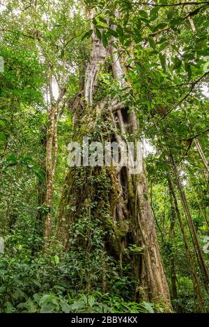Large Strangler Fig Tree (Ficus costaricana) at the Curi Cancha ...