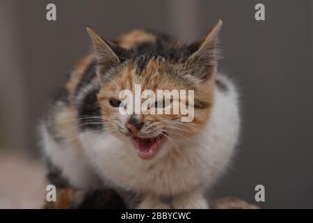 A meowing cat in the ruins of Al. Karak in Jordan Stock Photo - Alamy