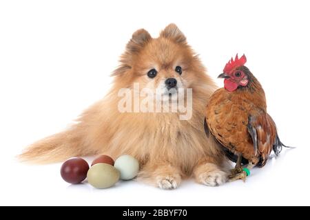 spitz and chicken in front of white background Stock Photo - Alamy