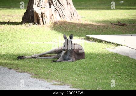 Single grey kangaroo reclining Stock Photo - Alamy