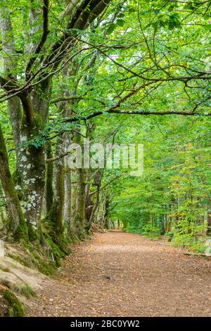 FOREST OF BROCELIANDE NEAR THE BARENTON FOUNTAIN, PAIMPONT (35 ...