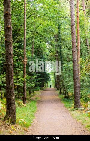 FOREST OF BROCELIANDE, PAIMPONT (35), BRITTANY, FRANCE Stock Photo - Alamy