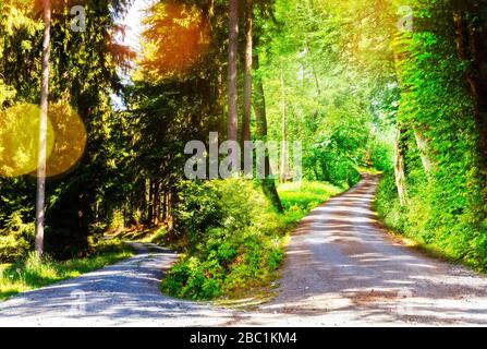 fork in the woods with two paths leading in different directions with ...