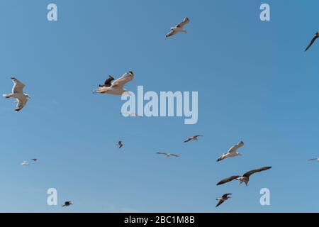 Flying seagulls against a blue sky with clouds Stock Photo - Alamy