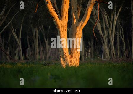 Fever tree forest in the Pafuri area in the northern part of the Kruger ...