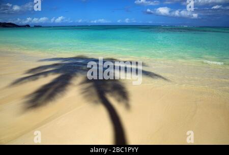 Palm tree shadow on Lanikai Beach, Hawaii Stock Photo - Alamy