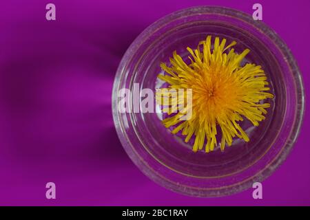Dandelion flower seen from above floating in a glass filled with water ...