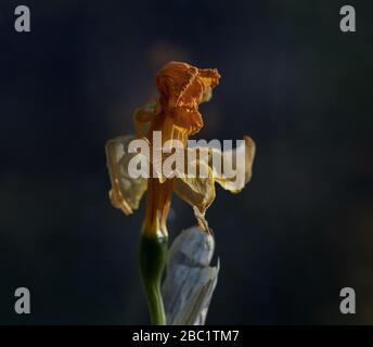 Close up of yellow Daffodils with short orange trumpets (aka narcissus ...