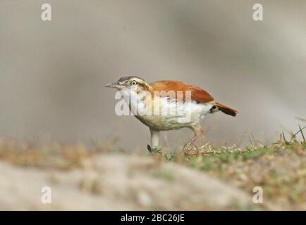 Pacific Hornero (Furnarius cinnamoneus) adult running over sandy ground ...
