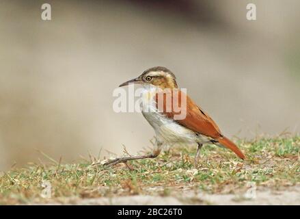 Pacific Hornero (Furnarius cinnamoneus) adult running over sandy ground ...