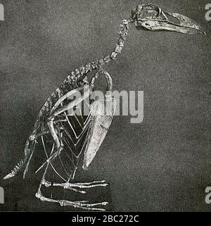 Great Auk skeleton Stock Photo - Alamy