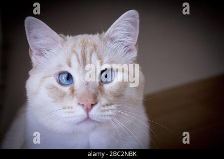 Light tan cat with blue eyes looking at camera Stock Photo - Alamy
