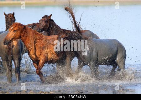 Wild Russian Don horses on river Manych. Splashing in the water Stock ...