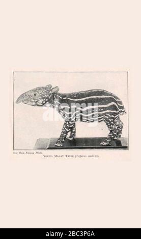 Guide to the zoological collections of the Raffles Museum, Singapore ...