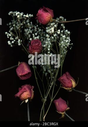 Dried Dead Red Roses Dead Flowers On White Background Stock Photo - Alamy